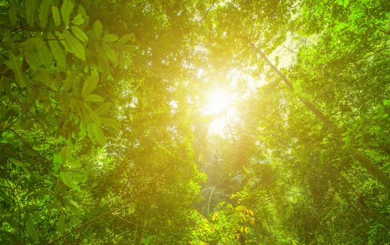 UV Light Insect Killer | Ultraviolet Fly Traps | Vectothor New LED ...